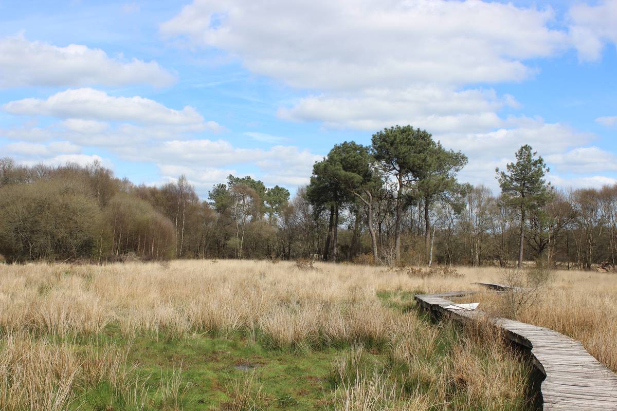 Le marais de Magoar Penvern à Glomel | Destination Coeur de Bretagne ...