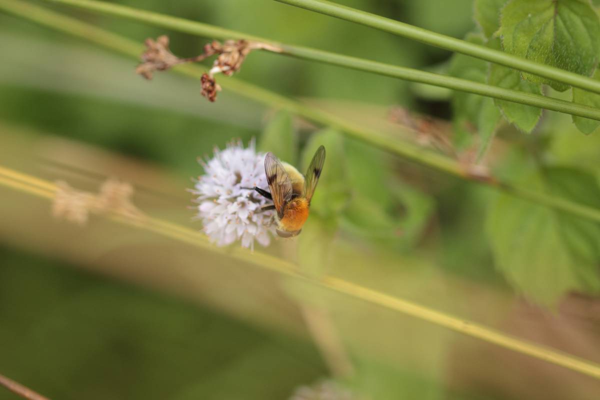 Le marais de Magoar Penvern à Glomel | Destination Coeur de Bretagne ...