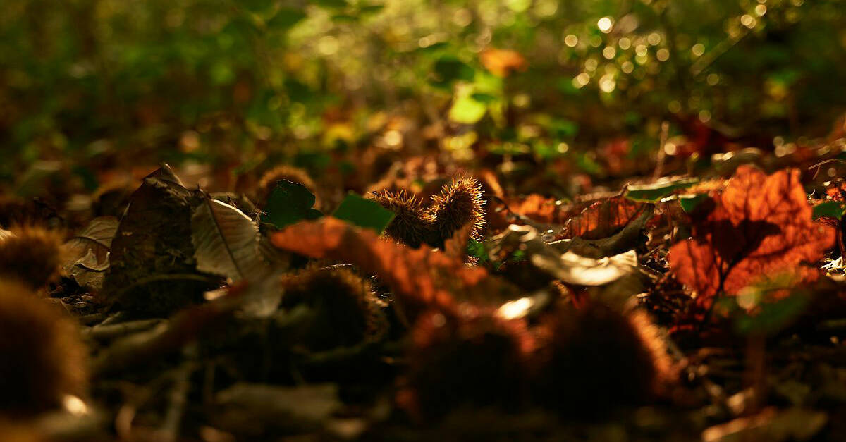 Festival le Bel Automne | Destination Coeur de Bretagne - Kalon Breizh